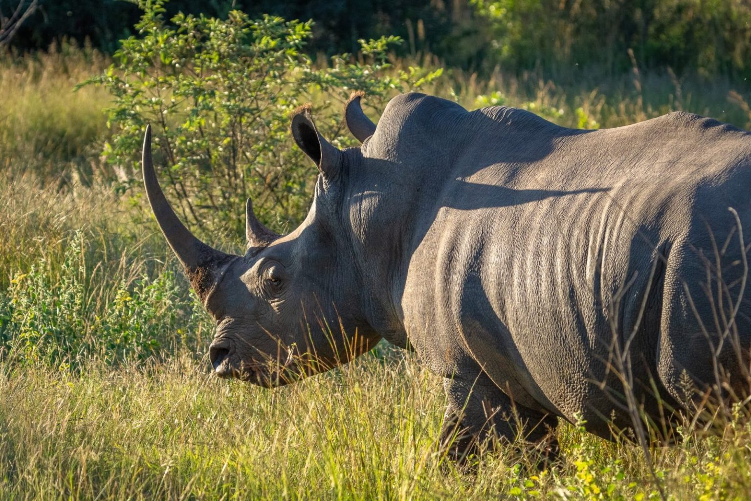 5 Reasons to visit Lapalala Wilderness Reserve - Wild Paths